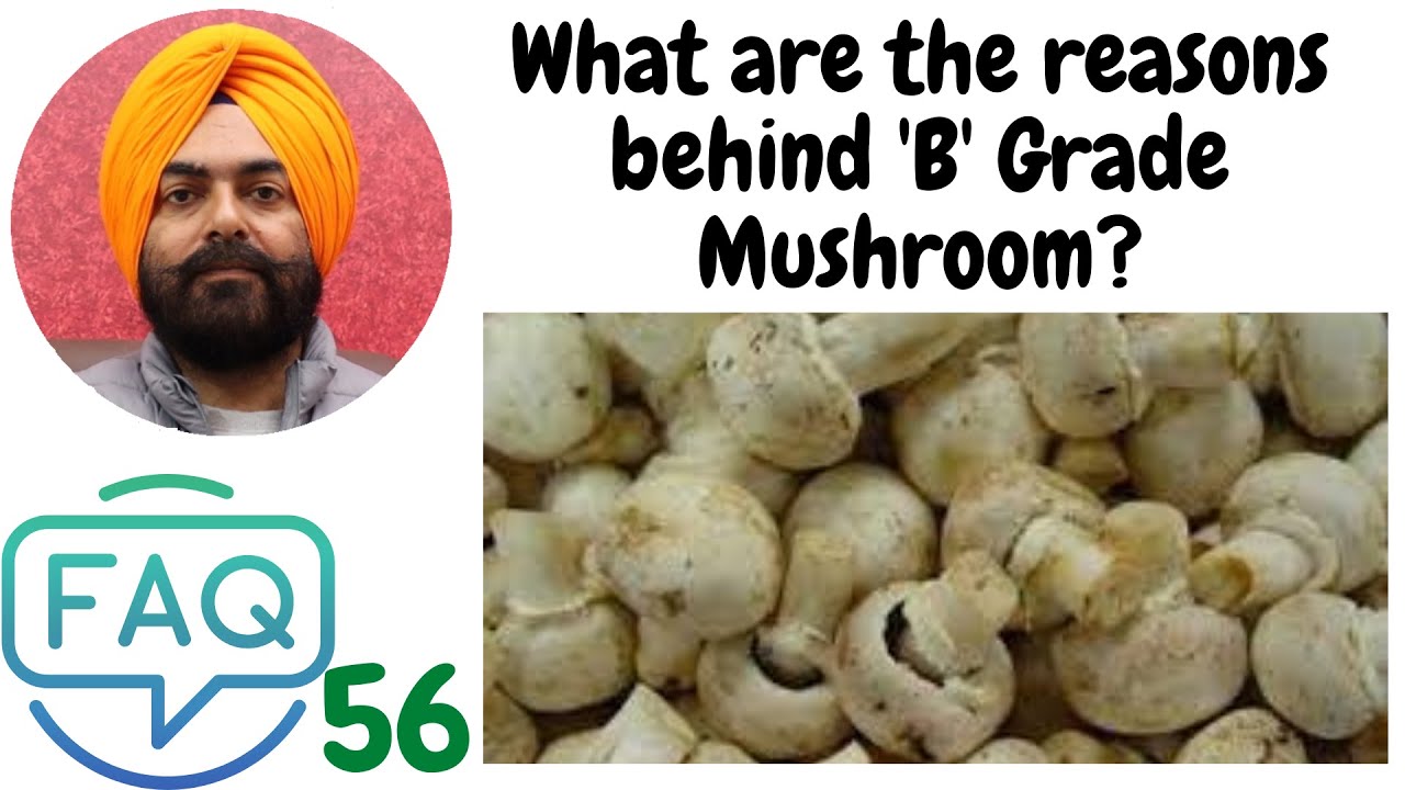 FAQ 56 # What are the reasons behind LONG STEM and 'B' Grade of Button ...