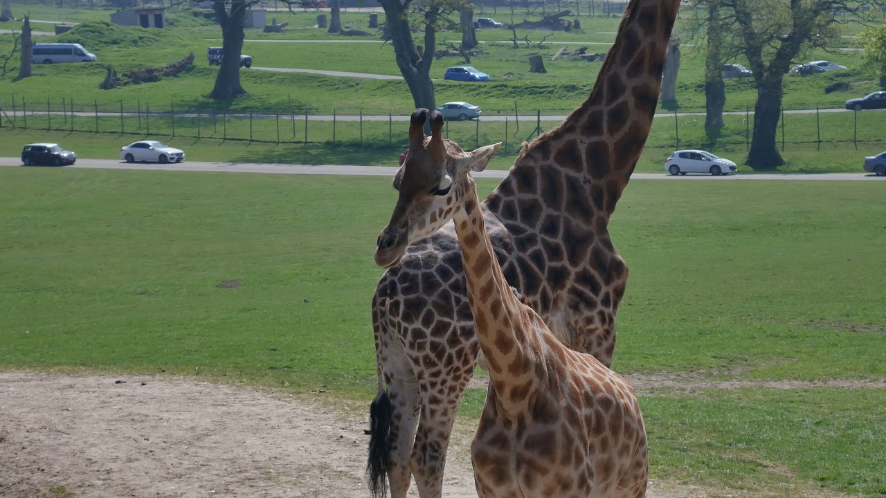 Cute baby giraffe having a little shake. Giraffe Heaven at Longleat ...