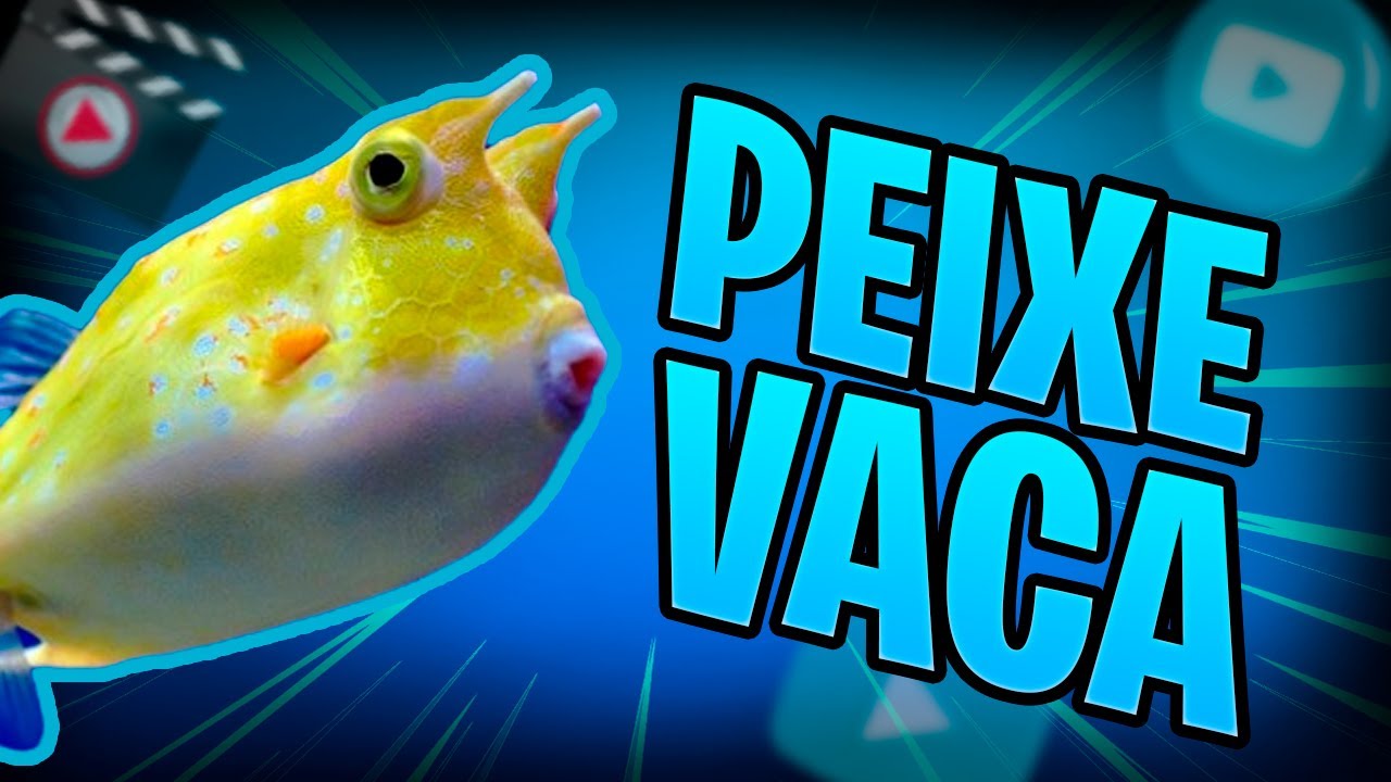 Tudo sobre o peixe vaca - O famoso cowfish - YouTube