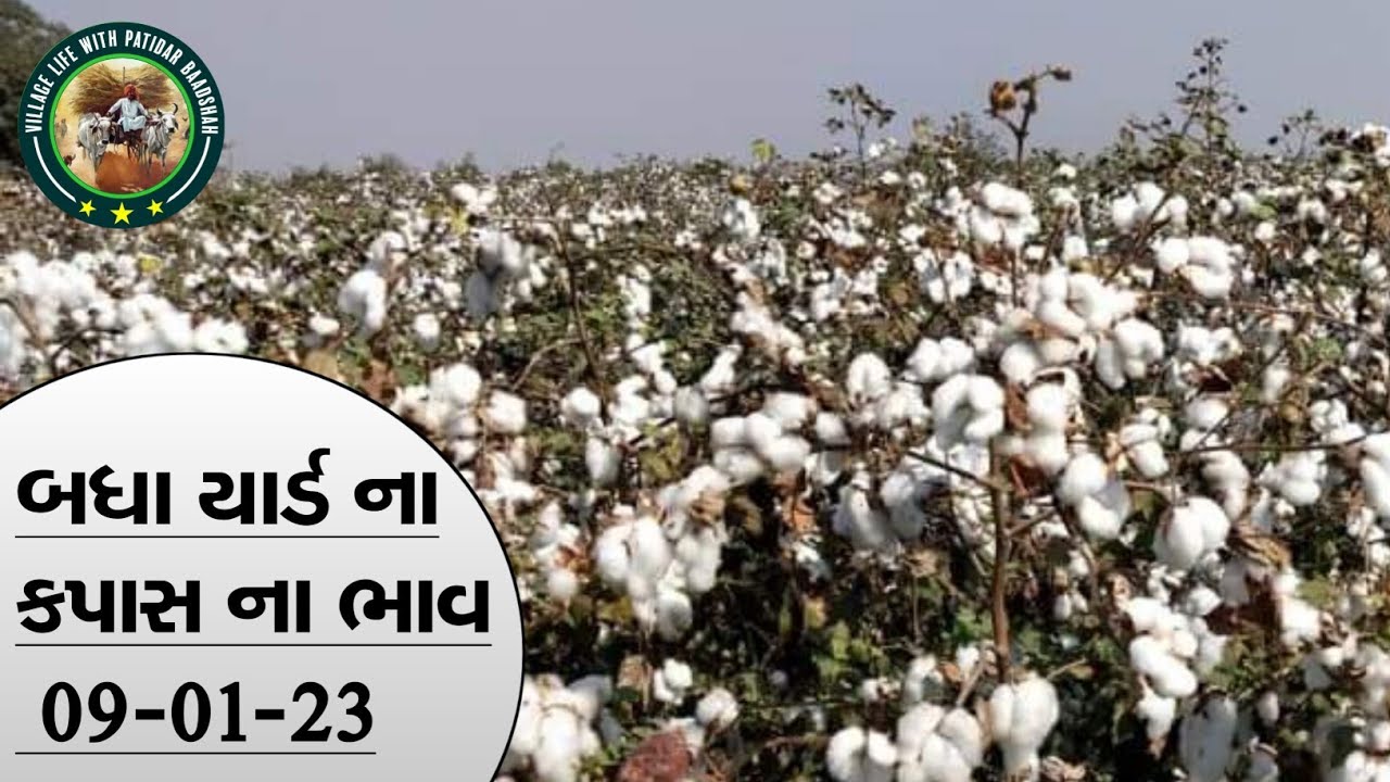Kapas na bhav | 9-1-2023 | કપાસના ભાવ | Information about cotton crop ...