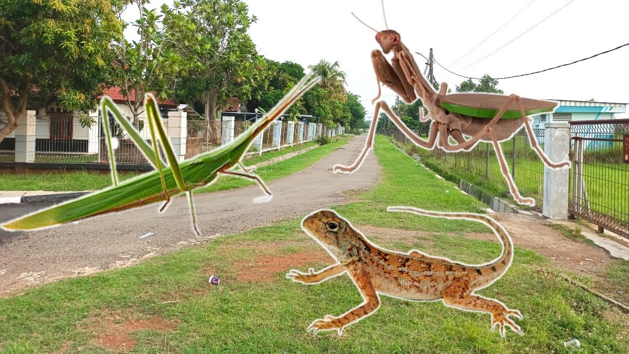 BERBURU BELALANG POCONG,MANTIS/CONGCORANG/ BELALANG SEMBAH DAN LONDOK ...