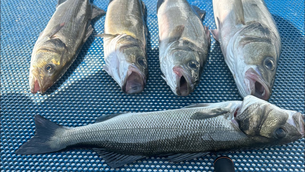 SU ÜSTÜ - WTD AKSİYON LEVREK AVI #wtd #levrek #seabass #seabassfishing ...