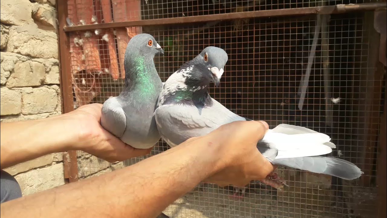 Racing Pigeon Pair|| Jan Arden Pigeons|| Racing Pigeons Pakistan - YouTube