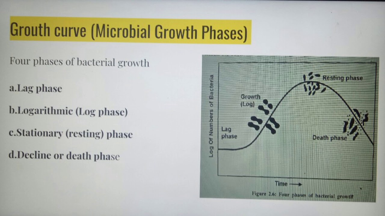 Growth curve OR Microbial Growth Phases - YouTube