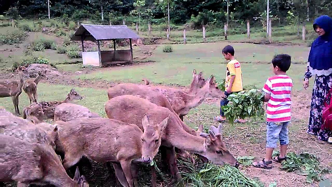 Deer breeding (Penangkaran Rusa) - YouTube