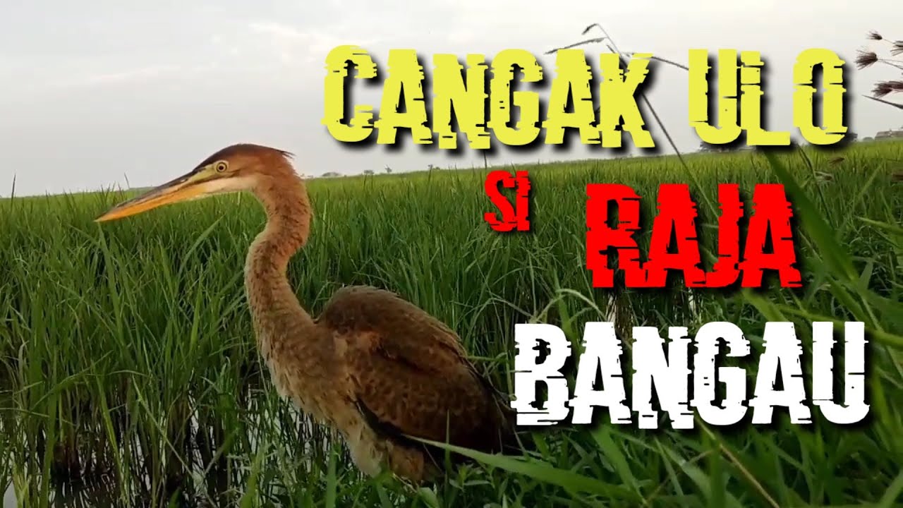 Perilaku si burung cangak ulo memang woow. - YouTube