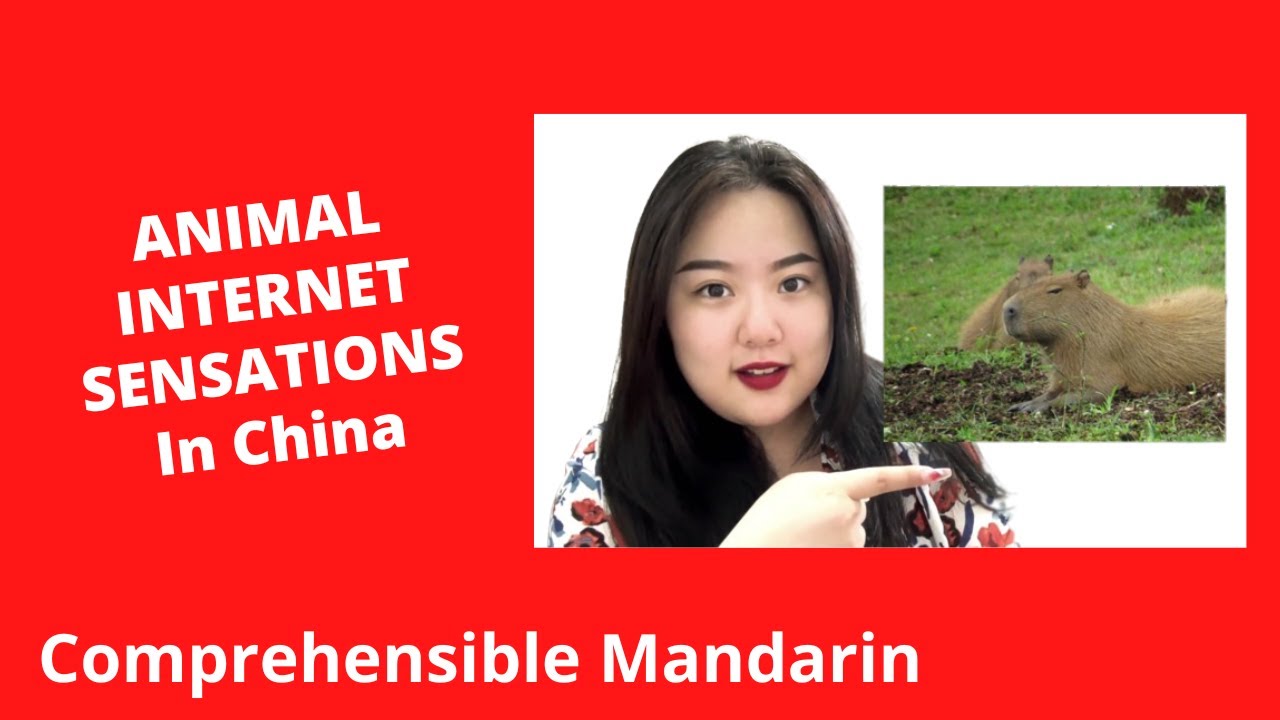 Animal Internet Sensations In China - Chinese Comprehensible Input ...