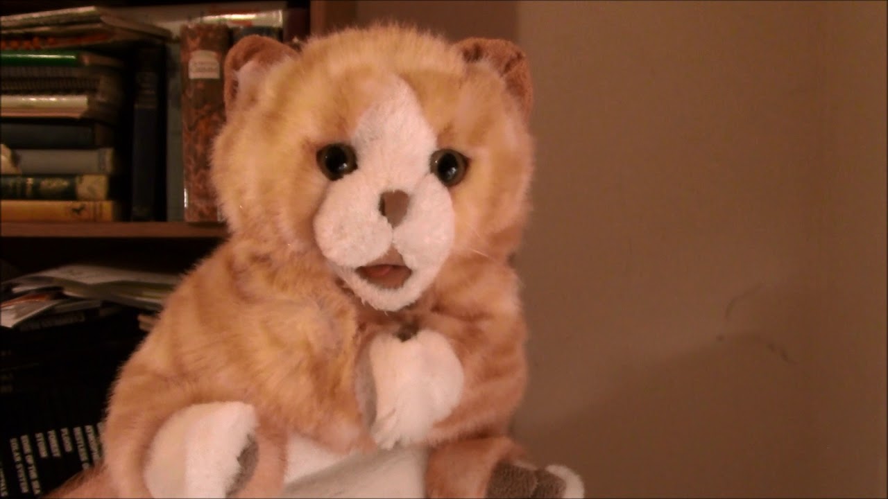 Kitty fiddler on the roof - YouTube