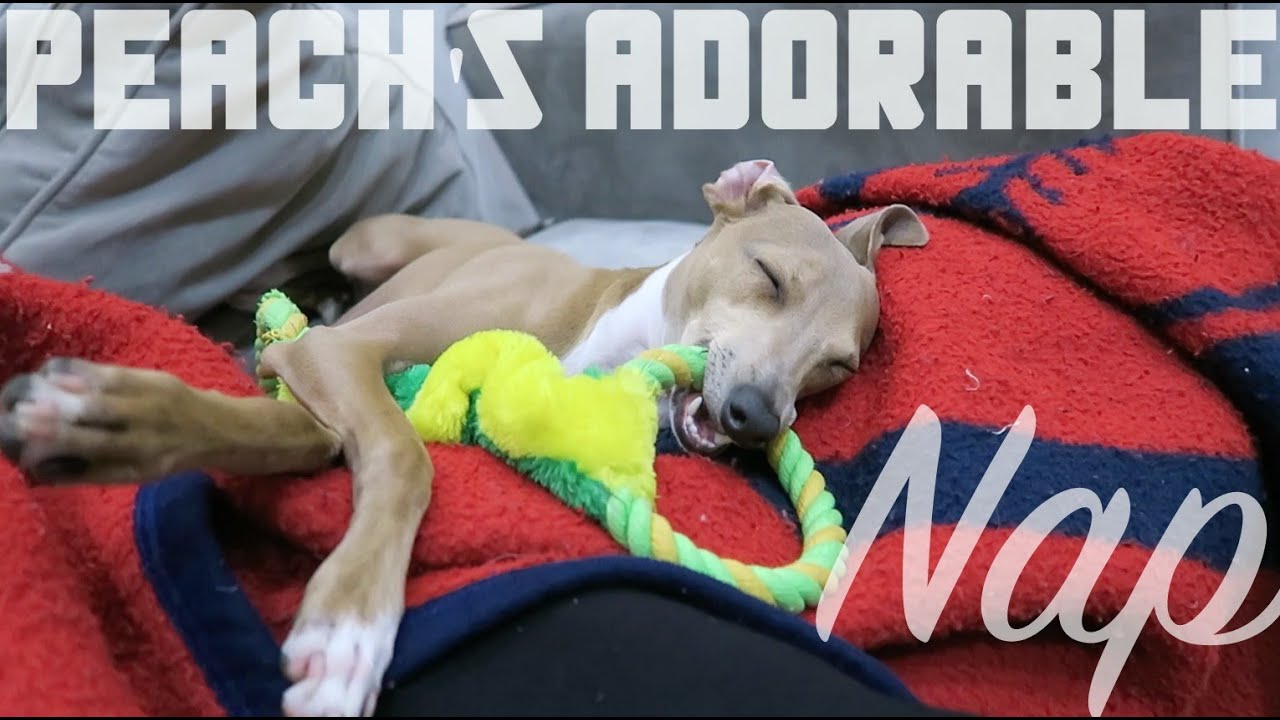 Peach's Adorable Nap - YouTube