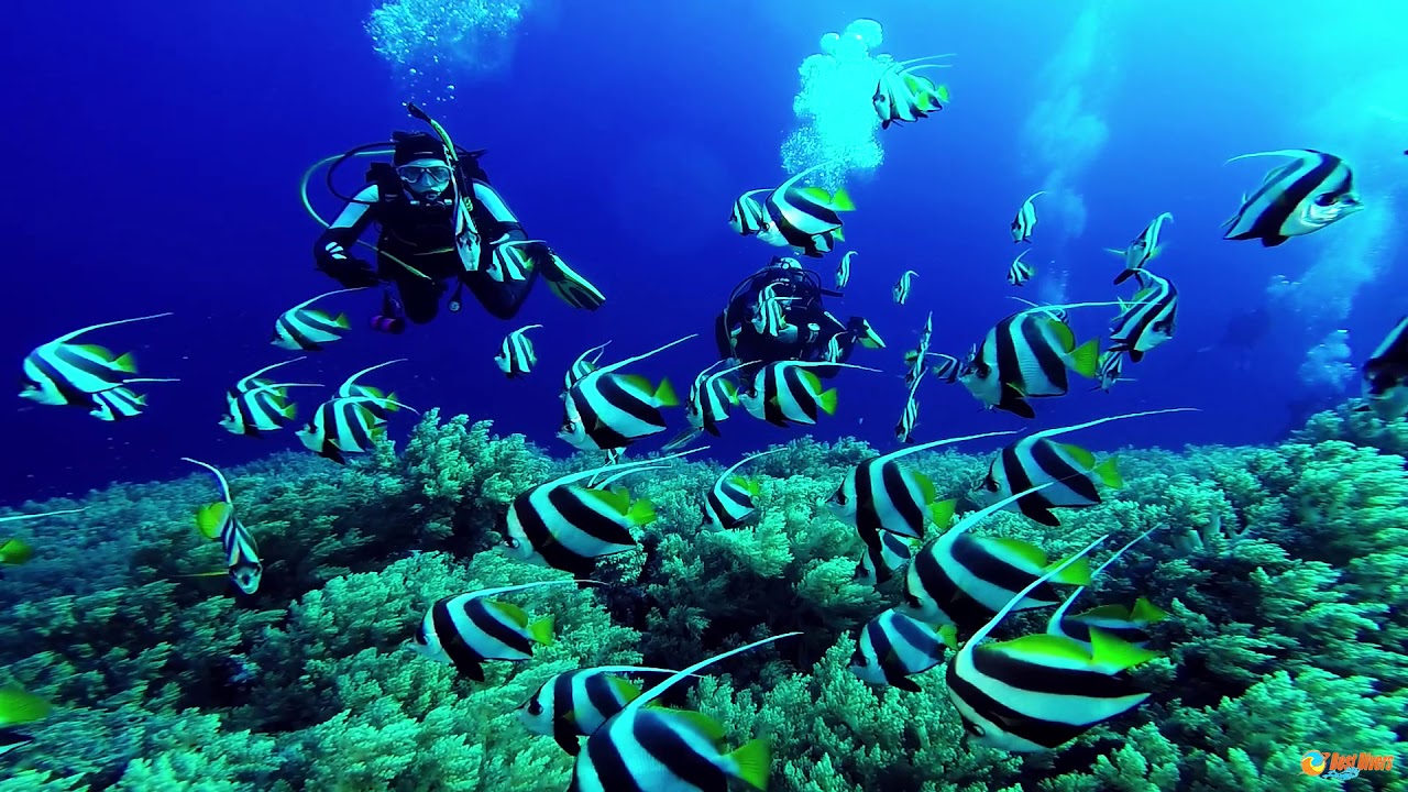 Daedalus Reef - the best diving spot in Red Sea - YouTube