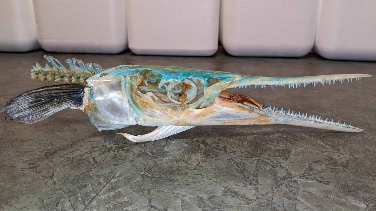 Houndfish Needlefish Skull Unboxing | The Skull Seeker - YouTube