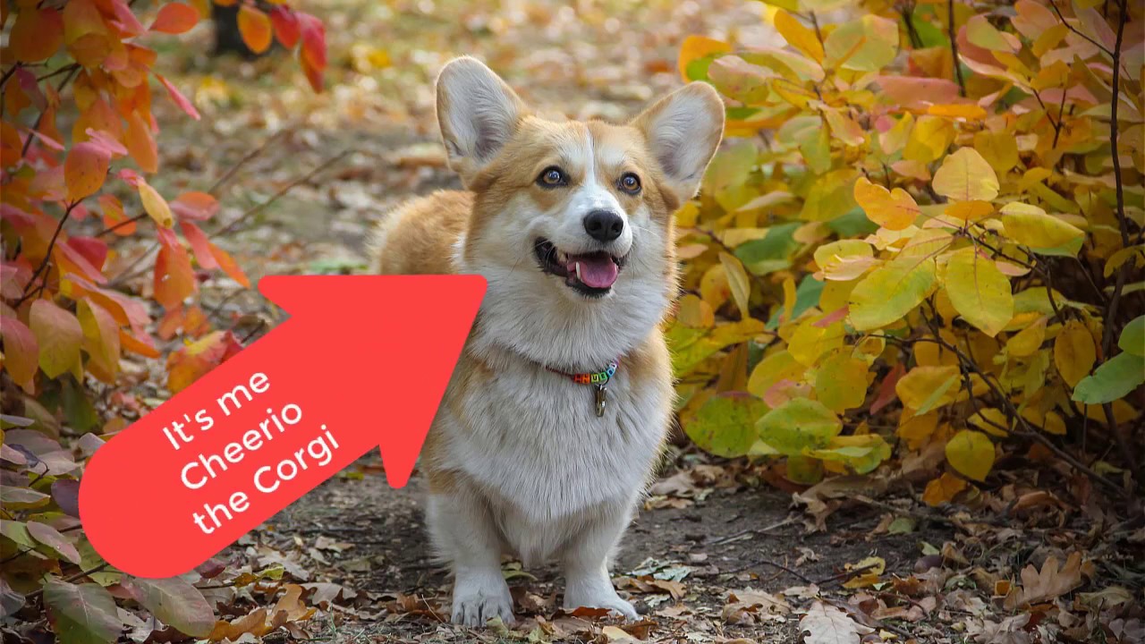 Matthew Shell - Professionalism: 3 Tips from Cheerio the Corgi ...