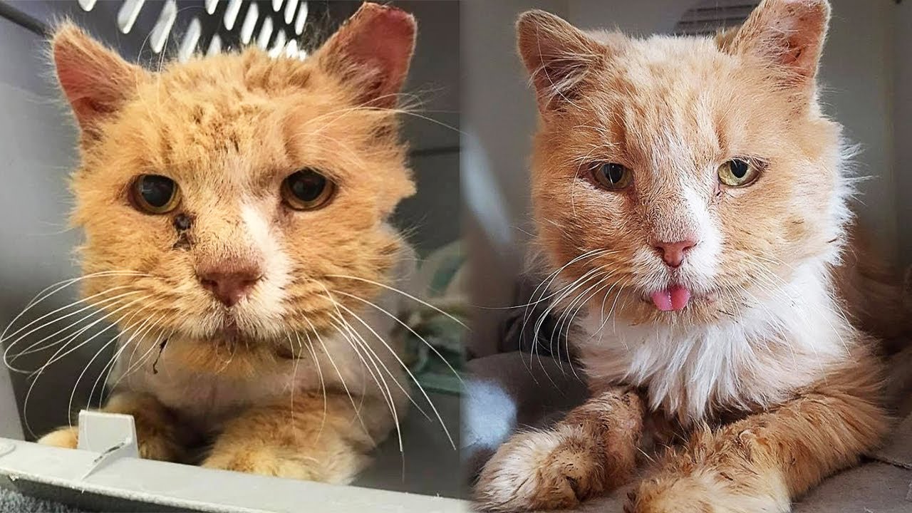 Cat Was Found Exhausted And Sad, But Within An Hour Cat Didn't ...