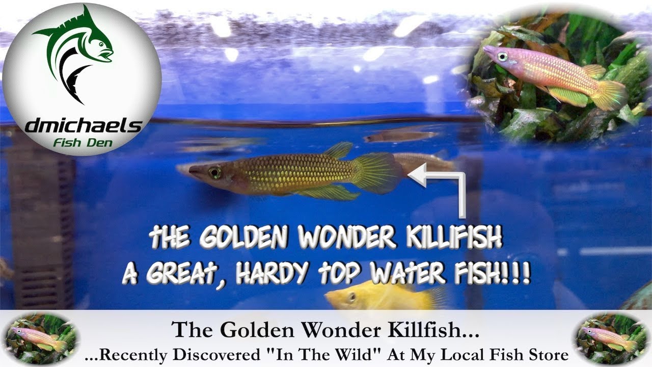 The Golden Wonder Killifish...Recently Discovered "In The Wild" At My ...