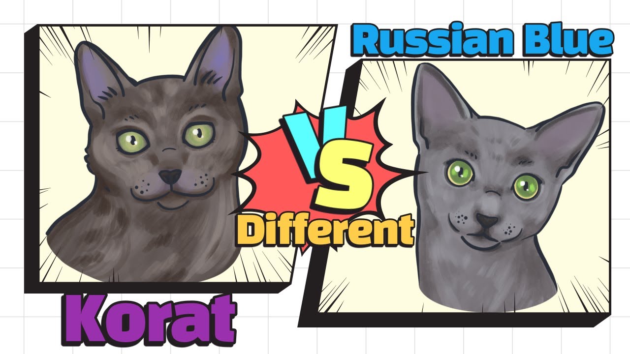 How to identify Russian Blue & Korat (SUB) - YouTube