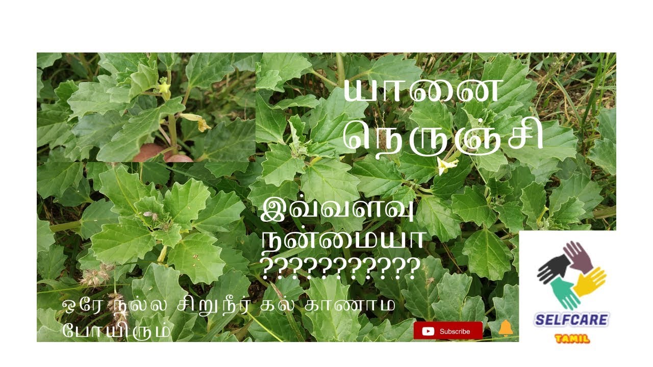Yanai nerunji||யானை நெருஞ்சி# சிறு நீர் கல் கரைக்கும் # peru nerunji ...