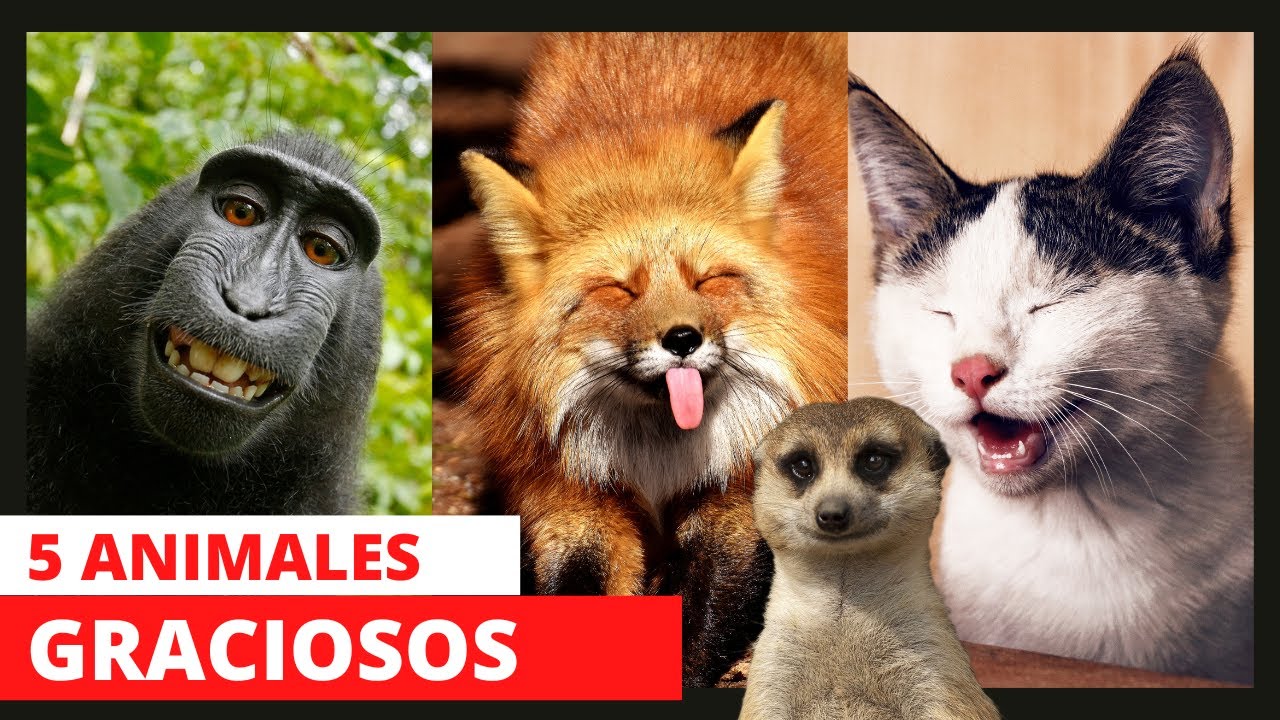 ¡5 animales graciosos que te harán reír! 😹 - YouTube