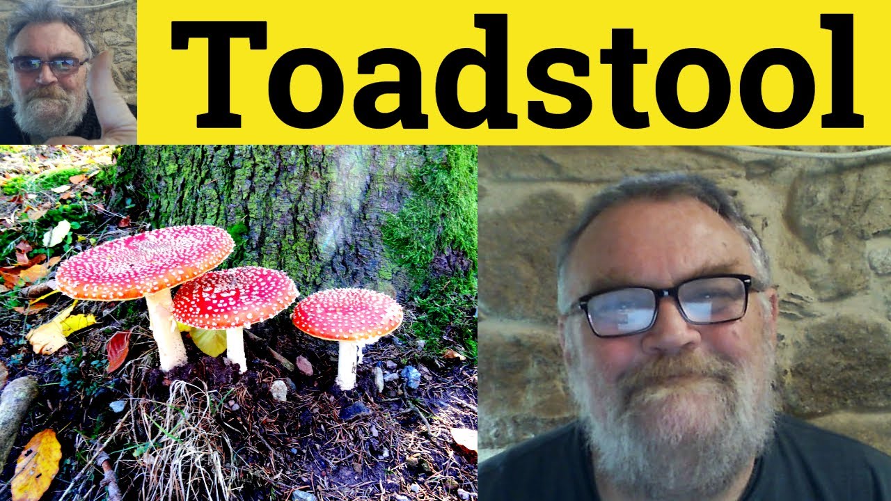 😎 Toadstool Meaning - Toadstools Defined - Toadstool Definition - Toadstool Examples - Toadstool ...