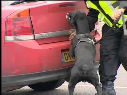 Sniffer Dogs & Explosive Detection Dogs - YouTube