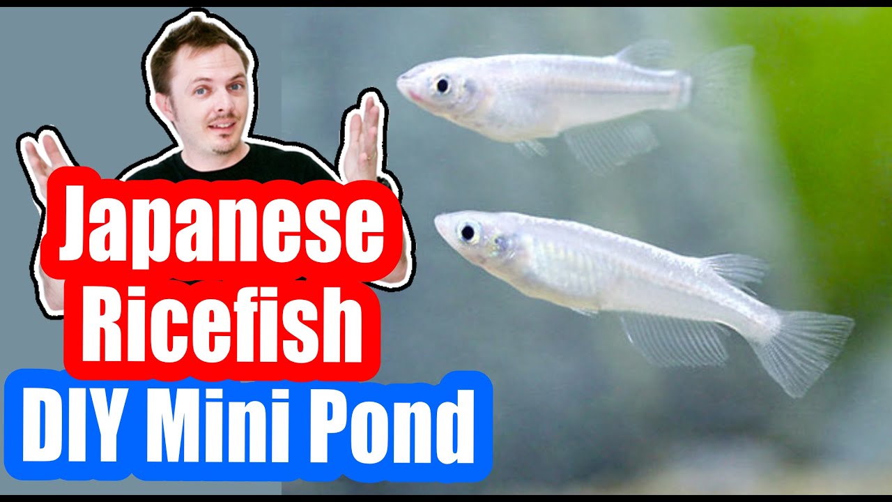 DIY Mini Pond, Japanese Rice Fish, DIY Breeding Medaka - YouTube