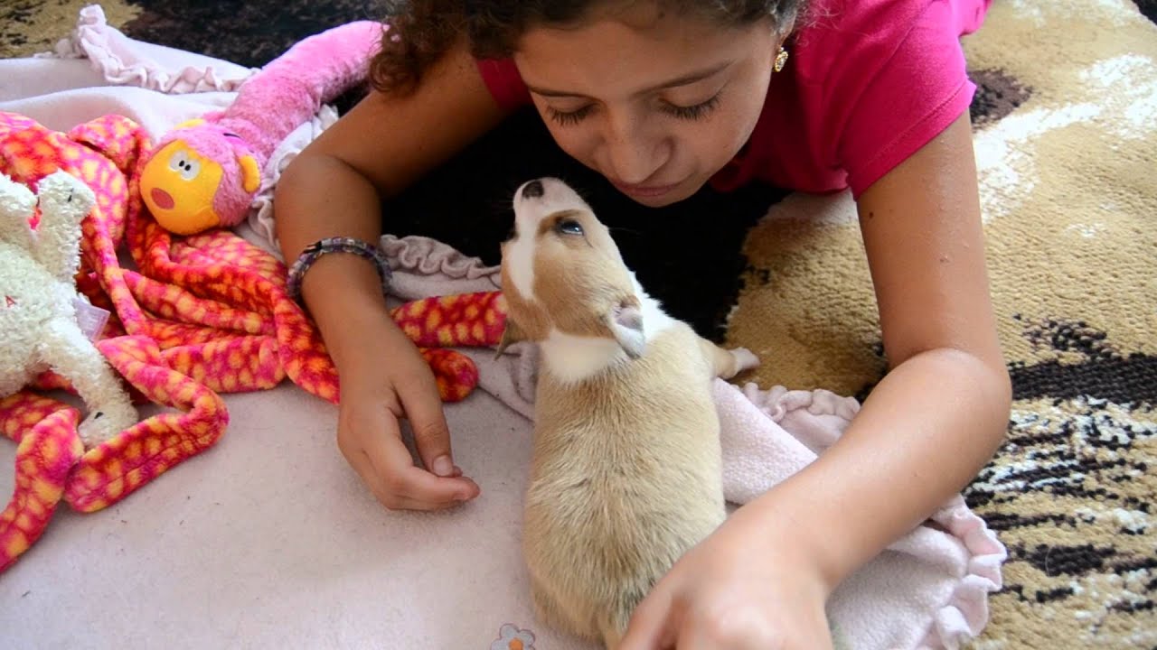 Mandy & Boone's puppies - YouTube