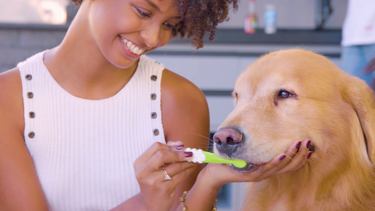 Pets Toothpaste & Toothbrush | USDA Organic Canine Toothpaste - YouTube