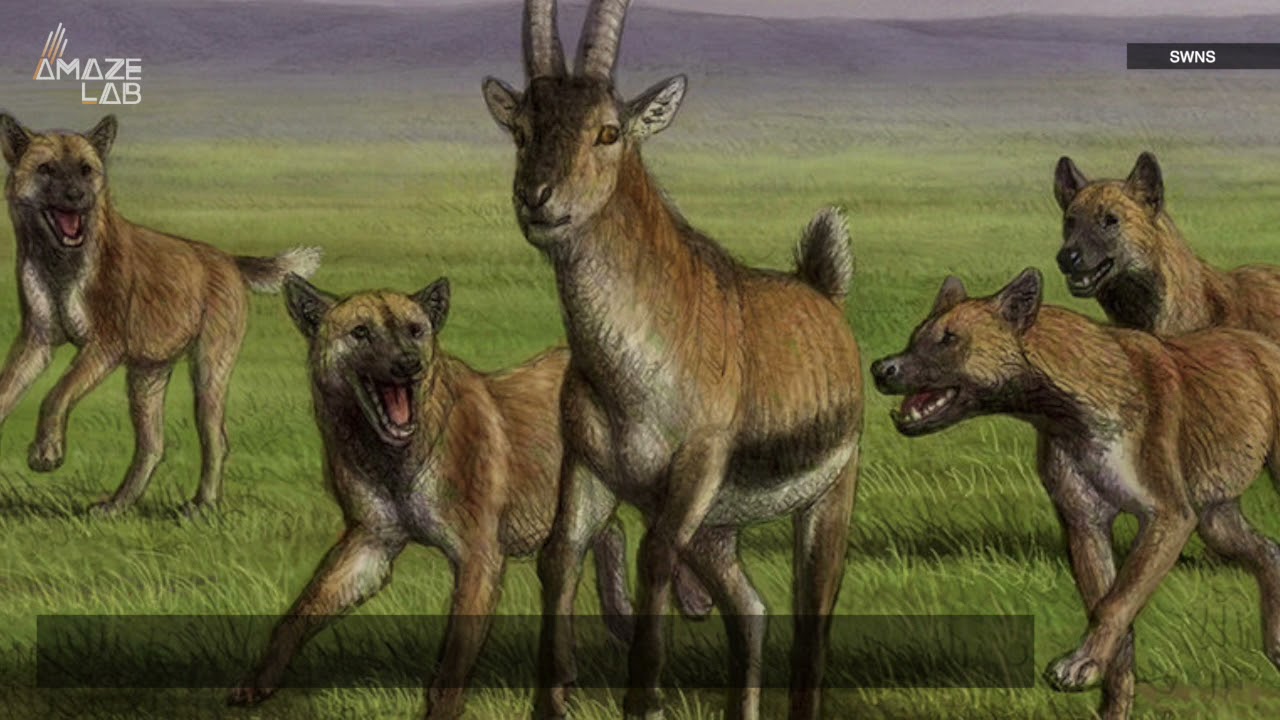 This Was Our Planet’s First Hunting Dog Who Lived Alongside Proto ...