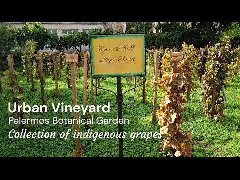 Urban Vineyard | Vigna del Gallo - Palermo Botanical garden collection ...