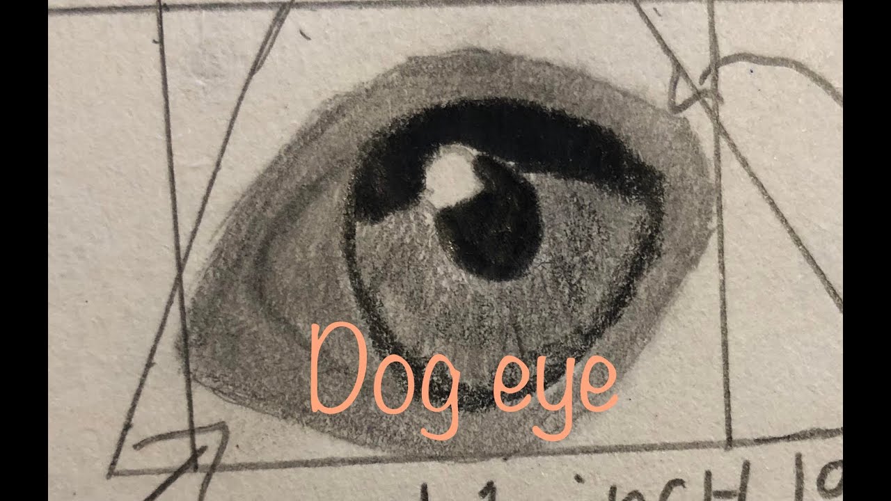 Tips for drawing a realistic dog eye. - YouTube
