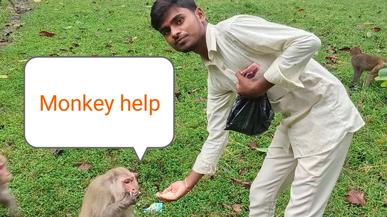 Are there helper monkeys Monkey help in forest monkey video monkey ...