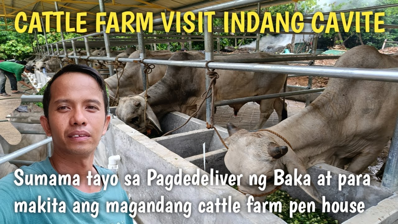 Magandang Cattle Farm! Pagdedeliver ng mga baka.. - YouTube