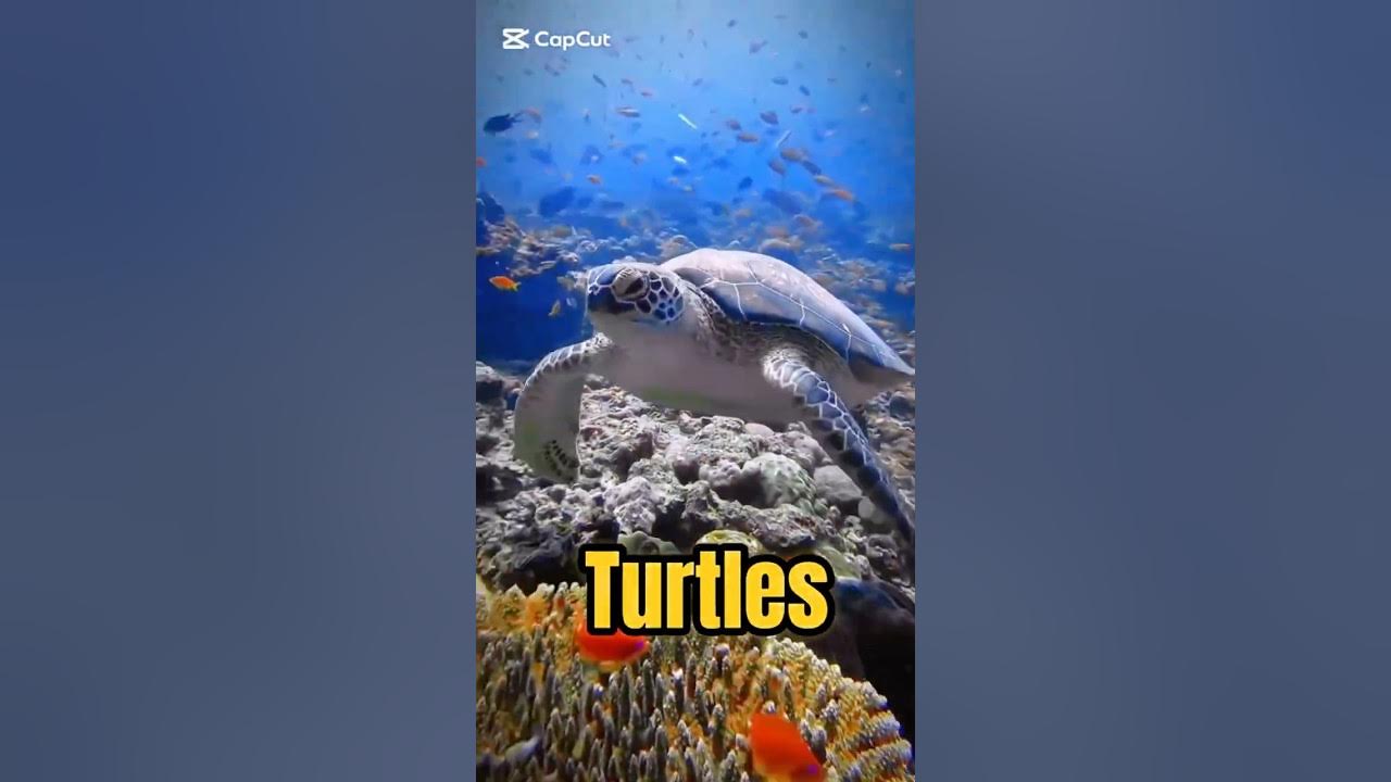 How Do Sea Turtles Survive - YouTube