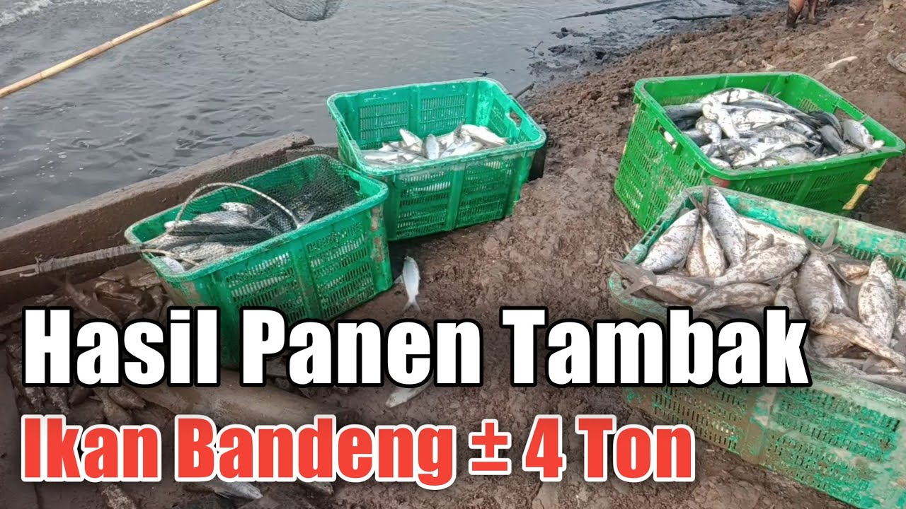 Panen Tambak Ikan Bandeng Banyak Yang Terkapar - YouTube