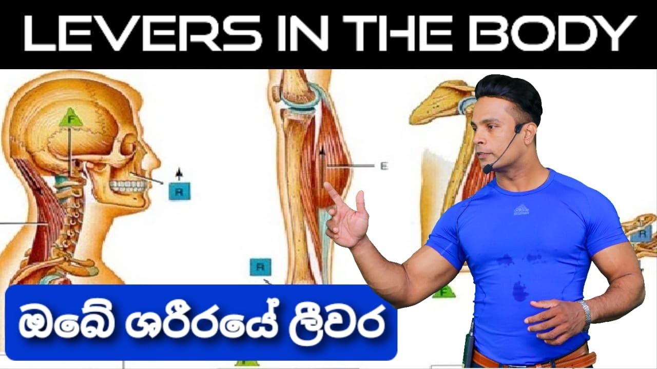FIRST CLASS, SECOND CLASS, THIRD CLASS LEVERS IN THE HUMAN BODY - YouTube