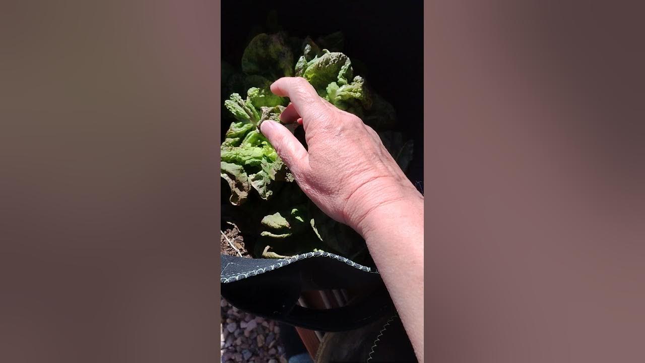 101 Gallon Garden Week 4 - YouTube