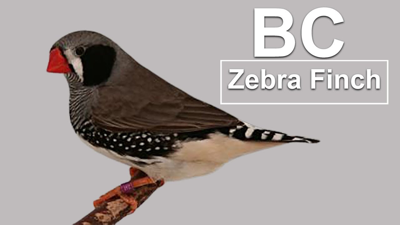 Zebra Finch Mutations
