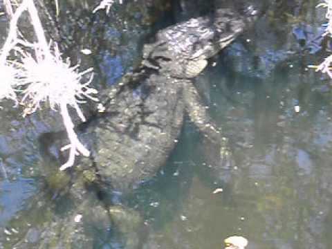 Alligator eats Apple - YouTube