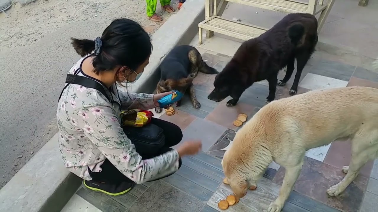 Feeding Street DOGS IN Pandemic. Part 1 - YouTube