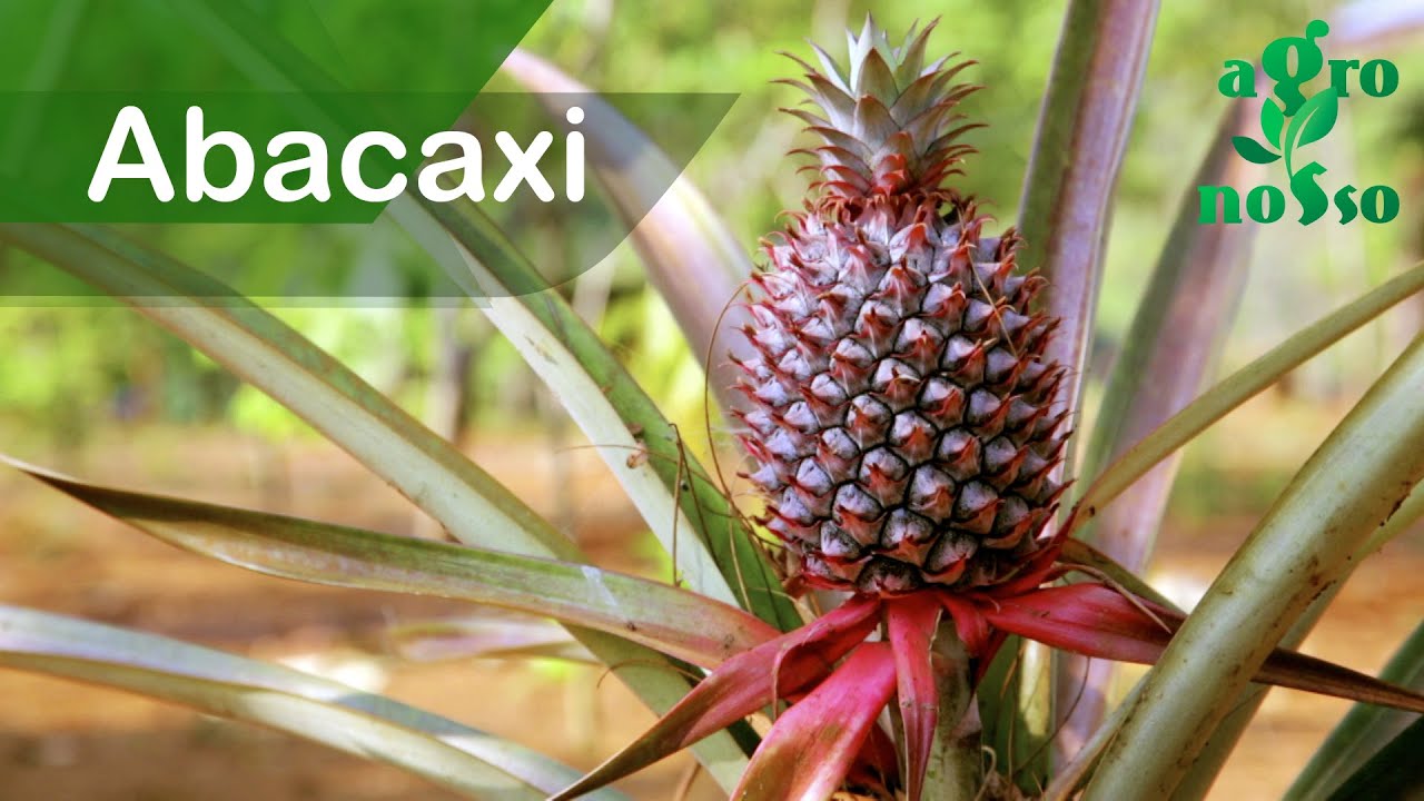 Abacaxi da plantação ao consumo. - YouTube