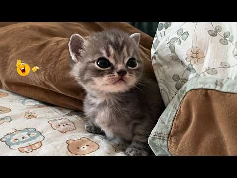 Best Cat Videos 🐈 | The Funniest Cat Moments You Need to See Today 🤣😹