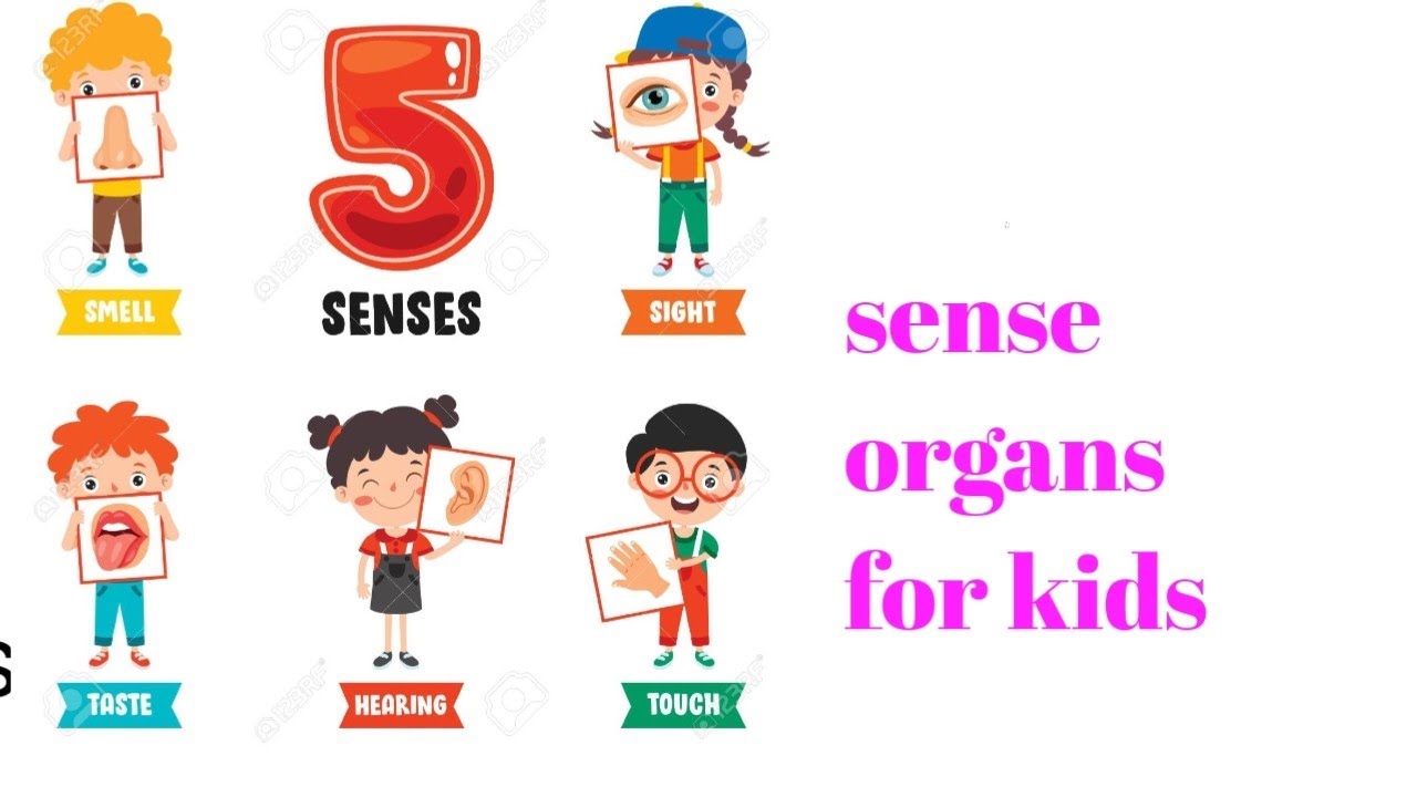 sense organs.five sense organs.name and work of sense organs.ज्ञान ...