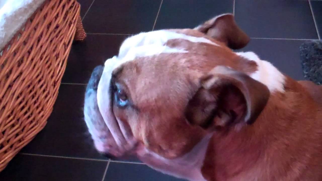 cute singing talking bulldog - YouTube