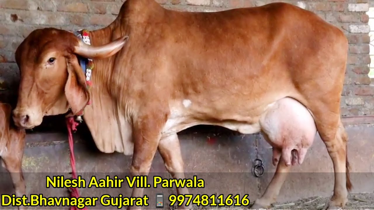 Pure Gir Swarn Kapila Cow 👍 Krishna Gir Farm 👍 Nilesh Aahir 📱9974811616 ...
