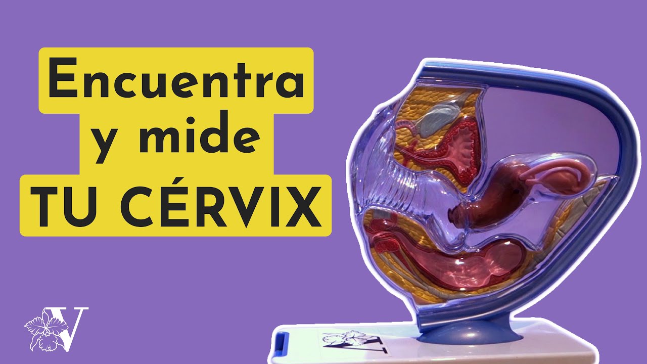 ¿Cómo medir la altura del cérvix? - YouTube