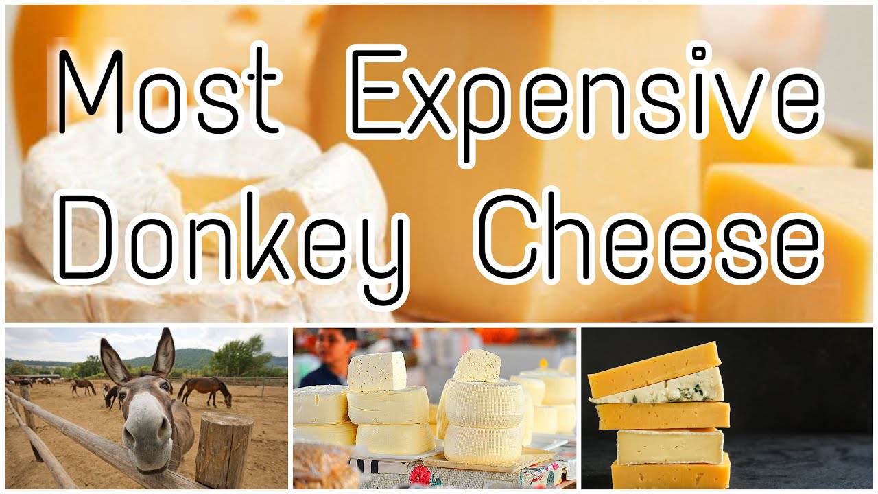 Most Expensive Cheese in the world - Donkey Cheese - Pule Cheese - YouTube