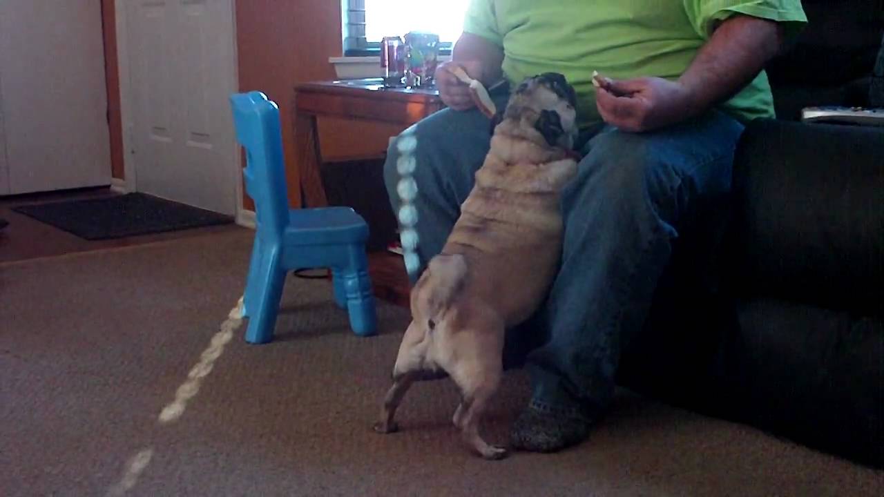 my Dog zoey the spaz - YouTube