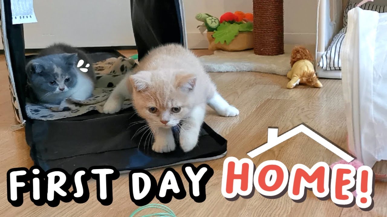 Kittens first day home 😻 - British Shorthair cats - YouTube