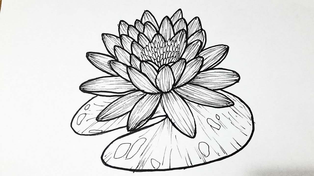 How To Draw A Lotus Flower Easy Step By Step - YouTube