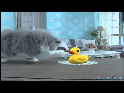 Digi - Cat - YouTube