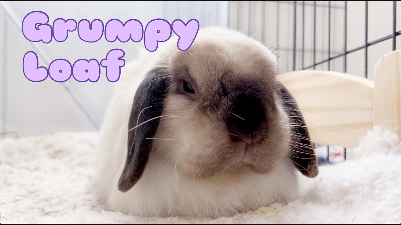 grumpy bunny loaf | Day 62 - YouTube